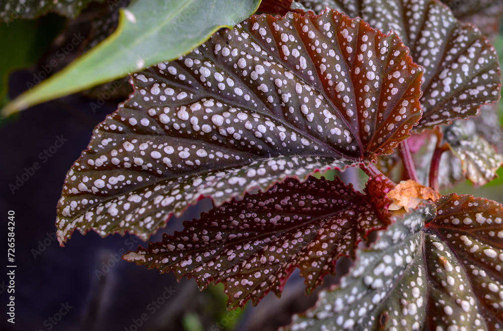 Begonia maculata (maculata meaning "spotted"), the polka dot begonia is ...