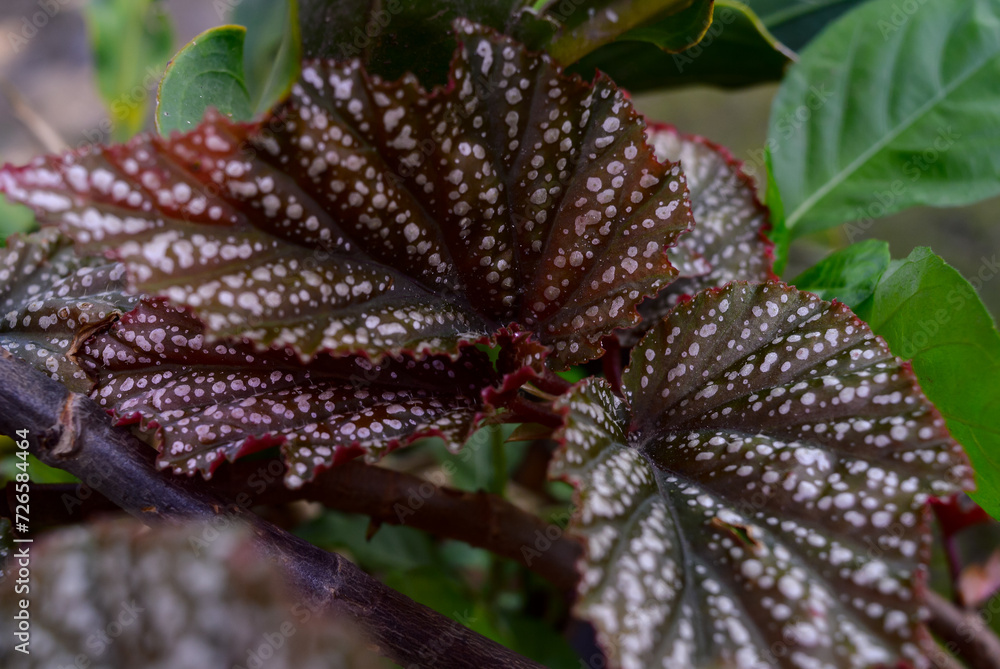 Begonia maculata (maculata meaning "spotted"), the polka dot begonia is ...