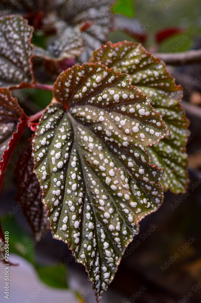 Begonia maculata (maculata meaning "spotted"), the polka dot begonia is ...