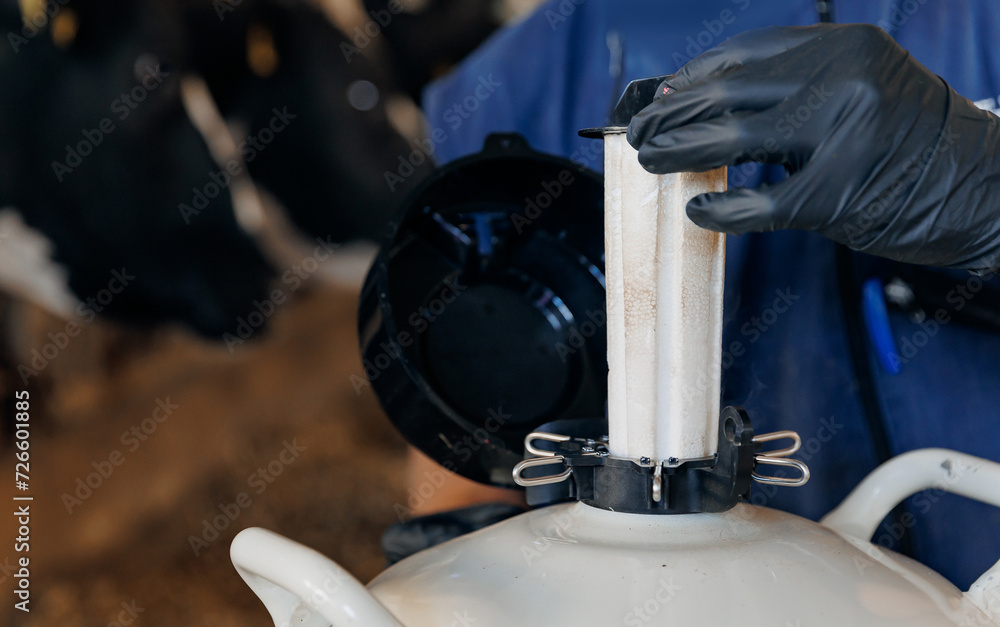 Artificial insemination of cows. Vet doctor use tank liquid nitrogen ...