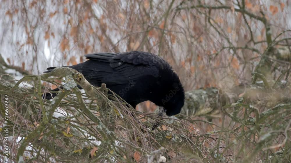 Raven got food. Food in the beak. Bird on a tree. A raven sits on a ...