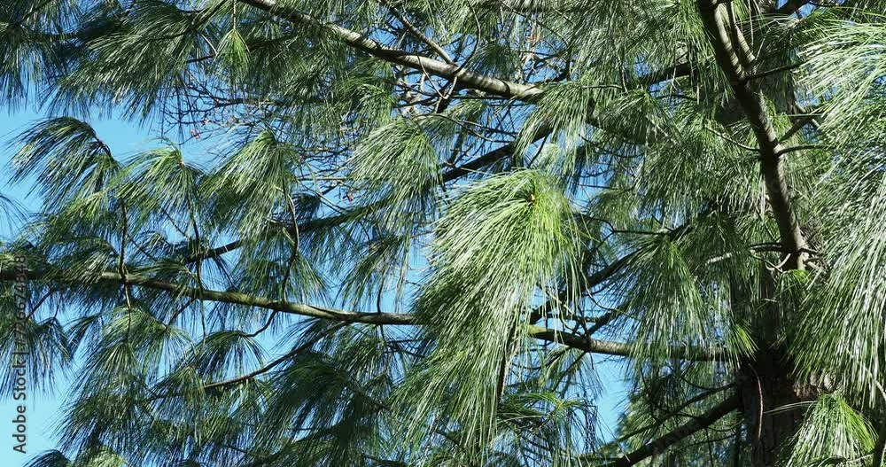 (Pinus wallichiana) Bhutan pine or Himalayan pine. Clusters of blue ...