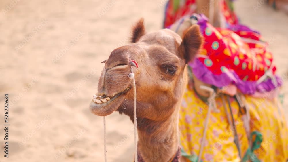 Close up of Indian camel in sand dunes of Thar desert in Jaisalmer ...