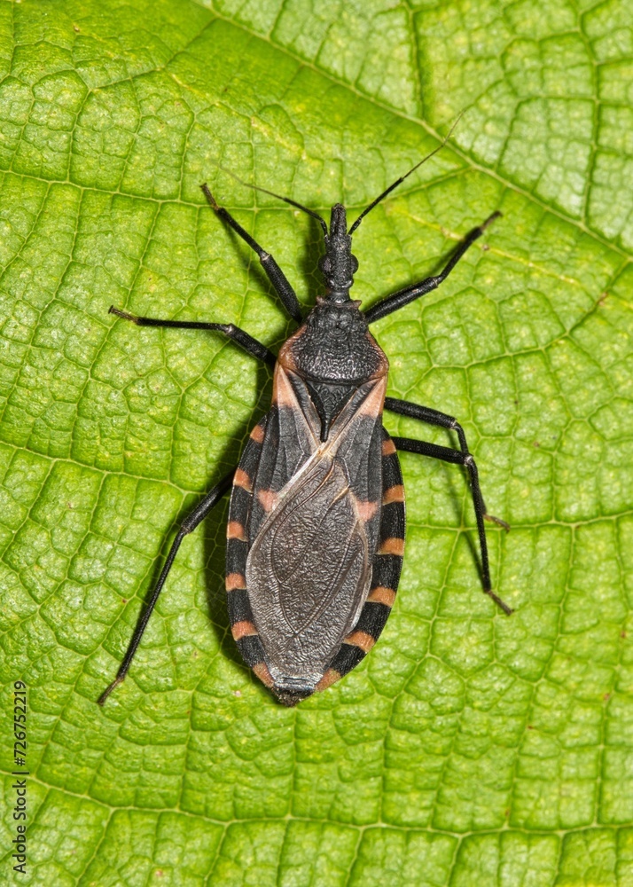 Eastern Bloodsucking Conenose Kissing Bug (Triatoma sanguisuga) on a ...