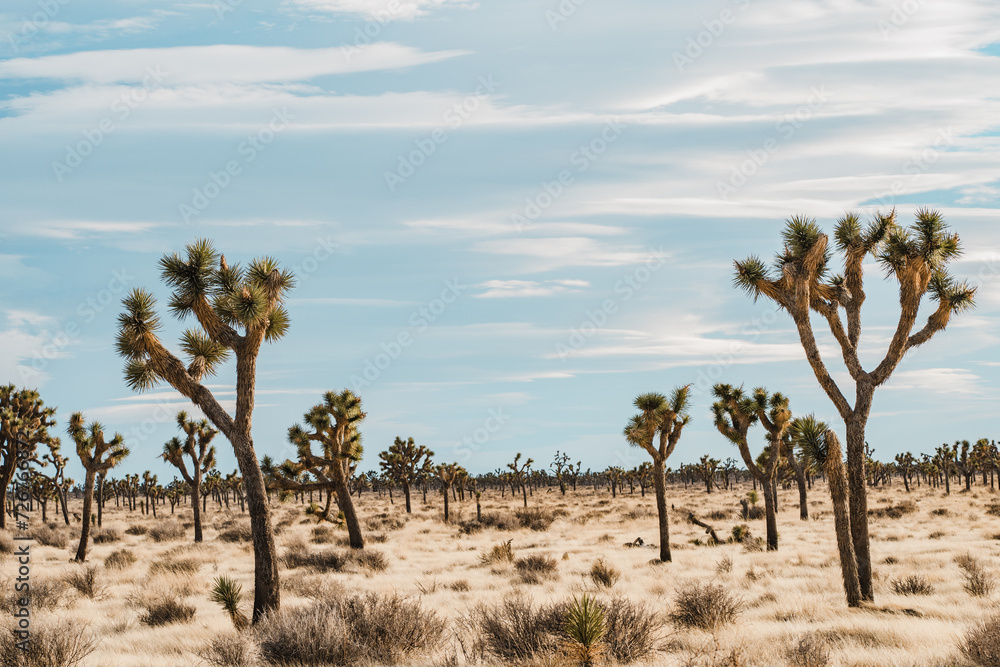 Yucca brevifolia (also known as the Joshua tree, yucca palm, tree yucca ...