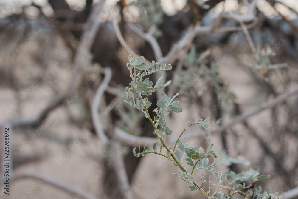 Olneya tesota is a perennial flowering tree of the family Fabaceae ...