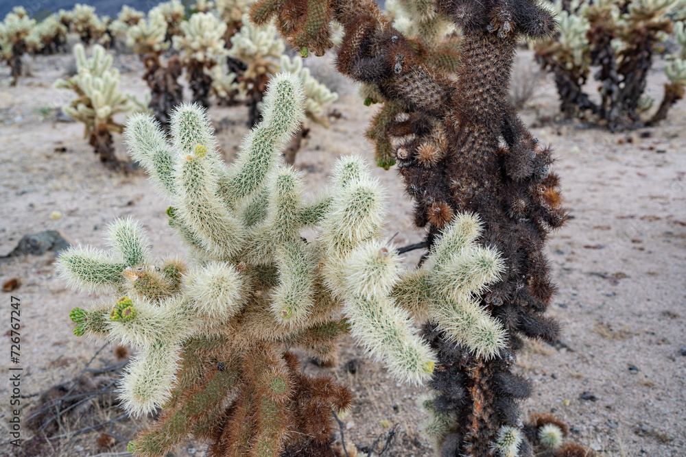 Cylindropuntia bigelovii, the teddy-bear cholla, is a cholla cactus ...