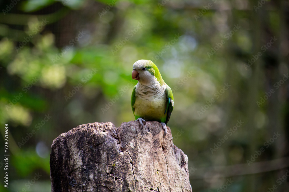Caturrita ou periquito-monge (Myiopsitta monachus), também conhecida ...