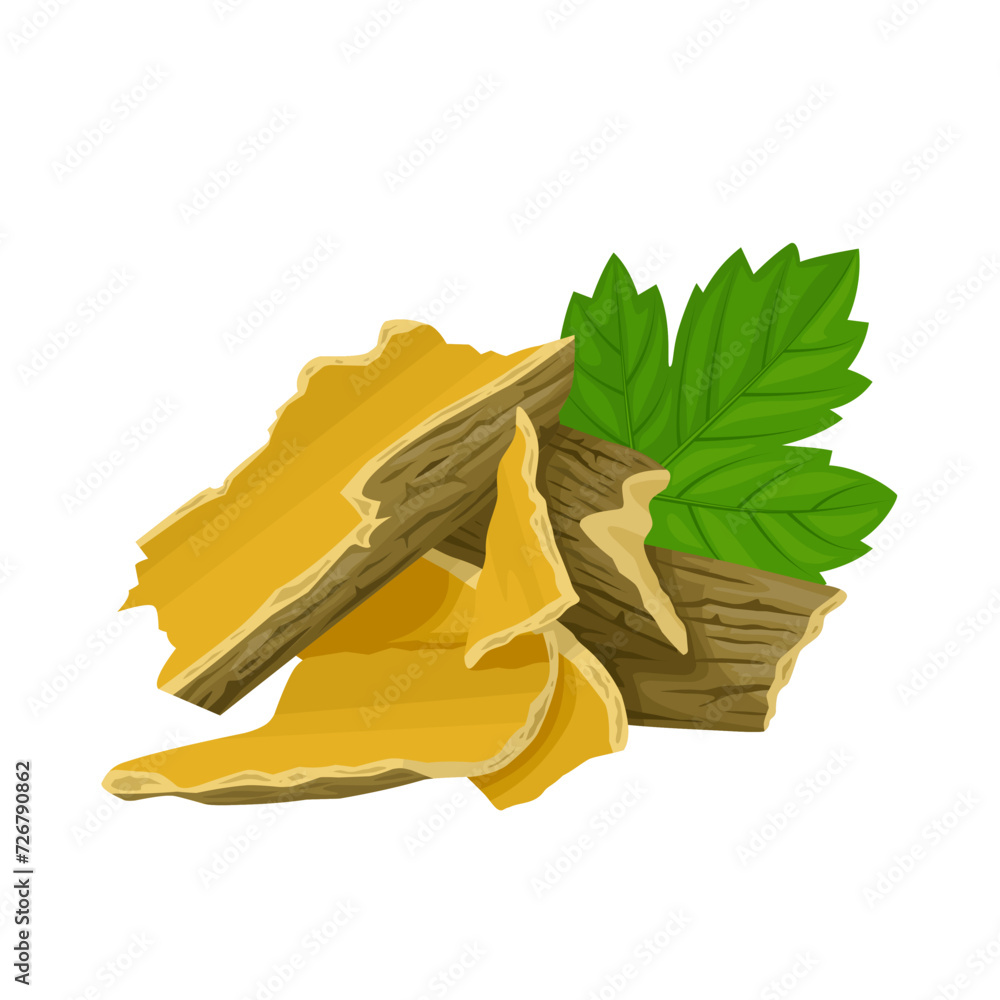 Vector illustration, Cramp bark or Viburnum opulus, also known as ...