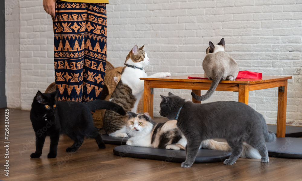 Group of cats in cat cafe. Cat cafe are a type of coffee shop where ...