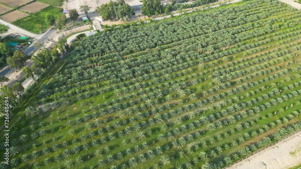 A date palm garden with hundreds of date palm trees captured in an ...