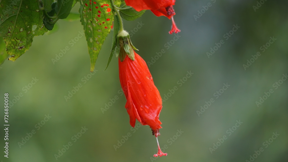 Malvaviscus (Turk's cap mallow, wax mallow, sleeping hibiscus, mazapan ...