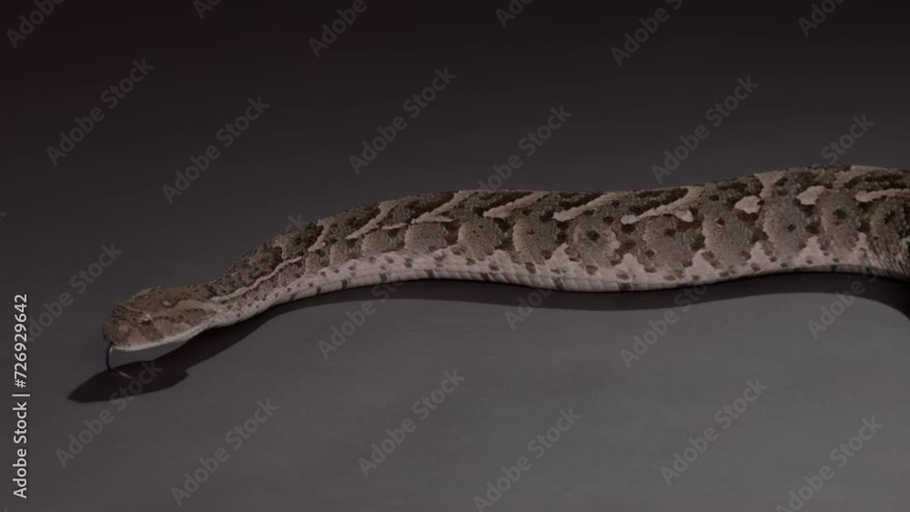 Puff Adder black background full body snake nature documentary Stock ...