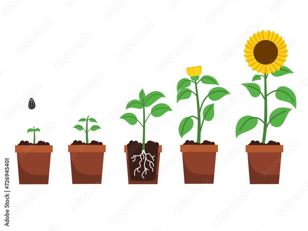 Vector illustration of sunflower growth on pot for book, education ...