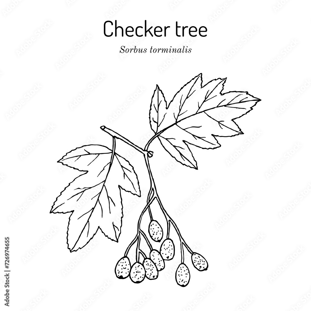 Checker tree, or wild service tree (Sorbus torminalis), edible and ...