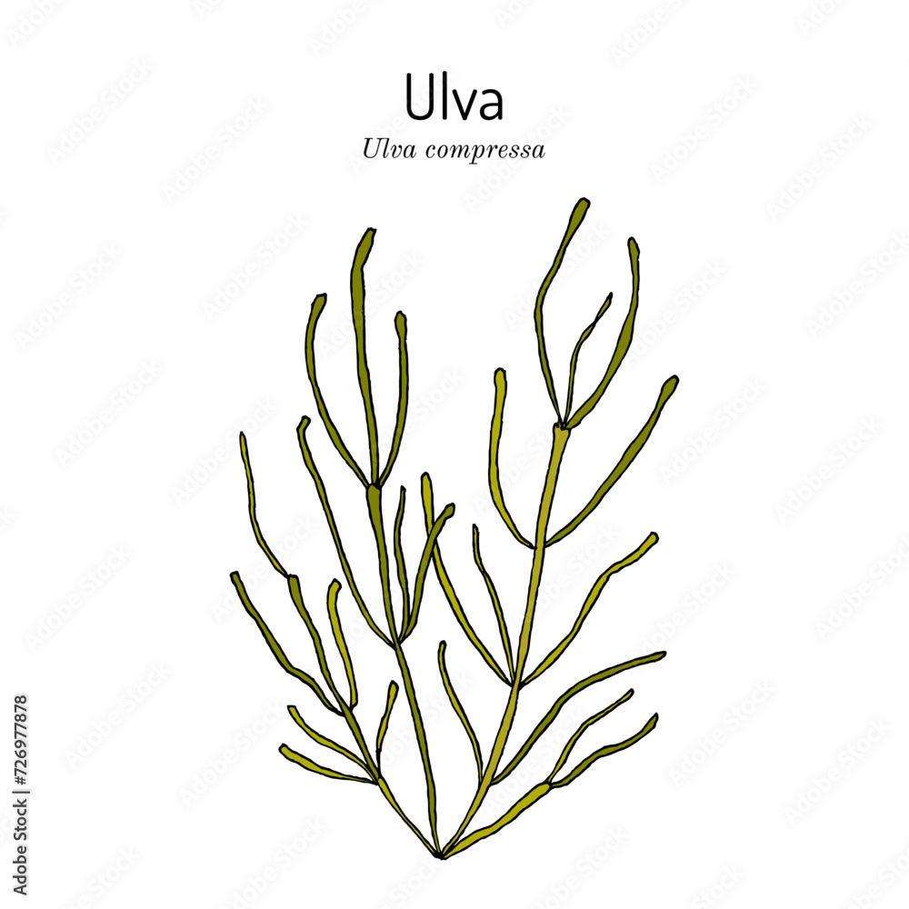Ulva (Ulva compressa), edible and medicinal seaweed Stock Vector ...