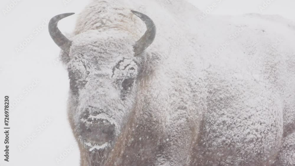 Falling snow covering winter coat of European bison, closeup slow ...