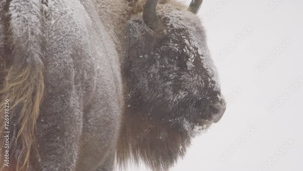 Vidéo Stock View from behind of European bison looking back as snow ...
