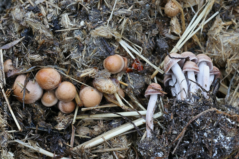 Banded mottlegill, Panaeolus cinctulus, also known as weed Panaeolus or ...
