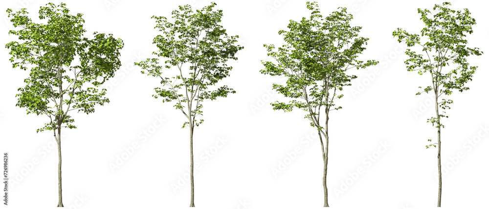 Realistic outdoor trees shapes cutout backgrounds 3d render png Stock ...