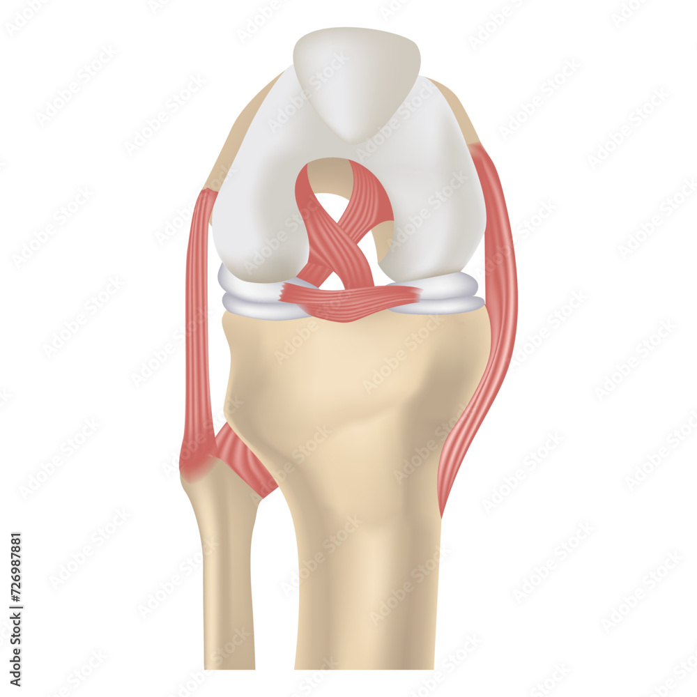 Rendering of the knee joint and its tendons. Cruciate ligament. Medical ...