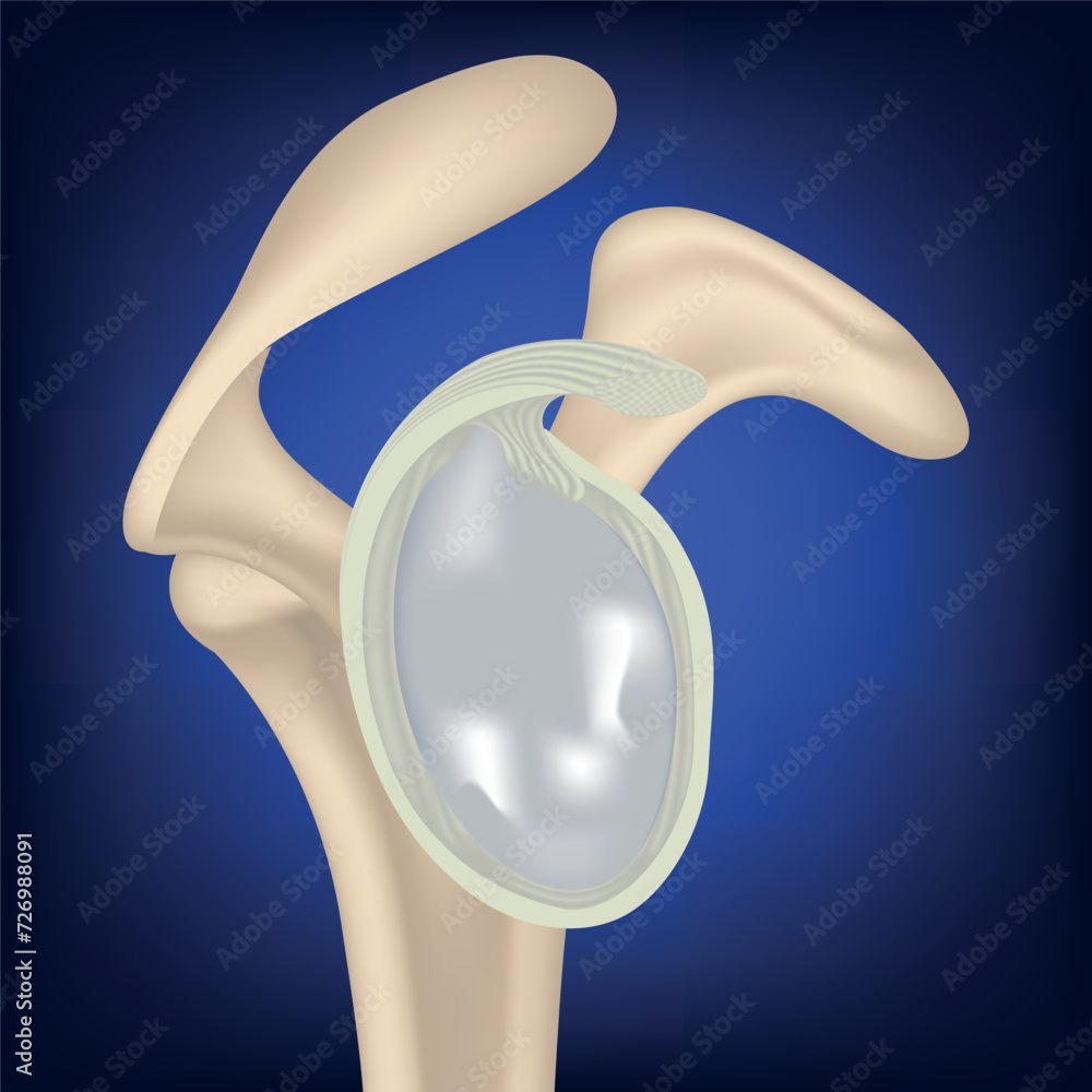 Realistic collarbone on a blue background. Anatomy of the glenoid ...