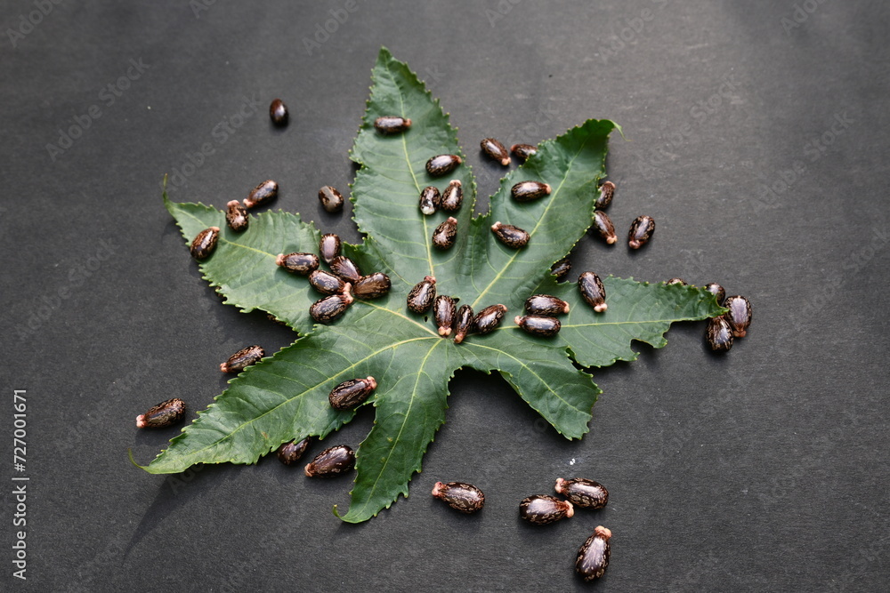 Castor seeds on black background. Ricinus communis, the castor bean or ...