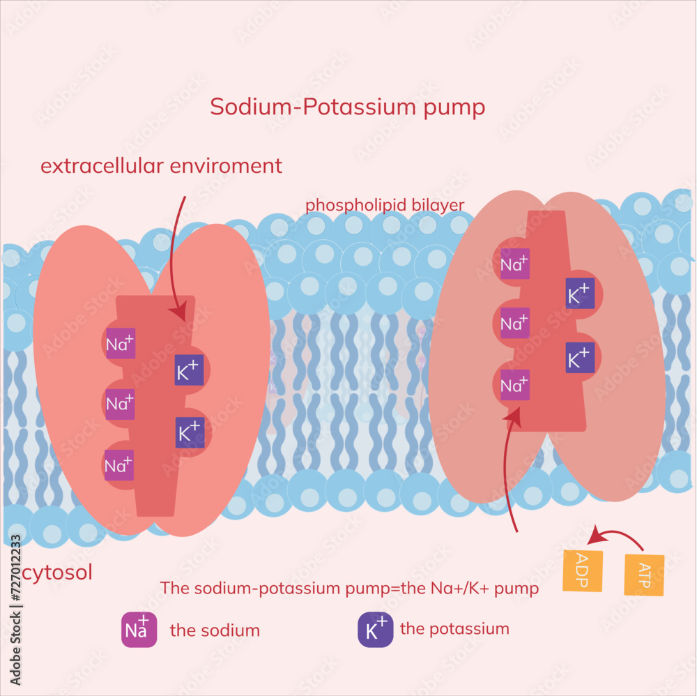 This is the sodium-potassium pump which is in the phospholipid bilayer ...