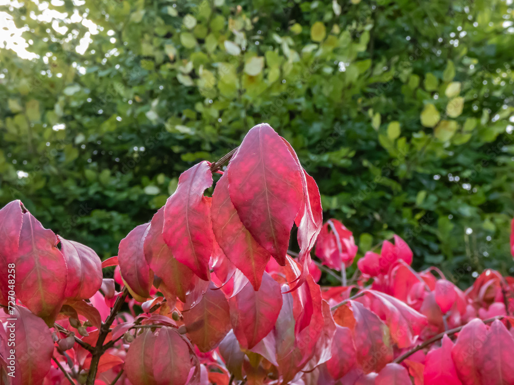 Beautiful, colorful - pink and red leaves of popular ornamental plant ...