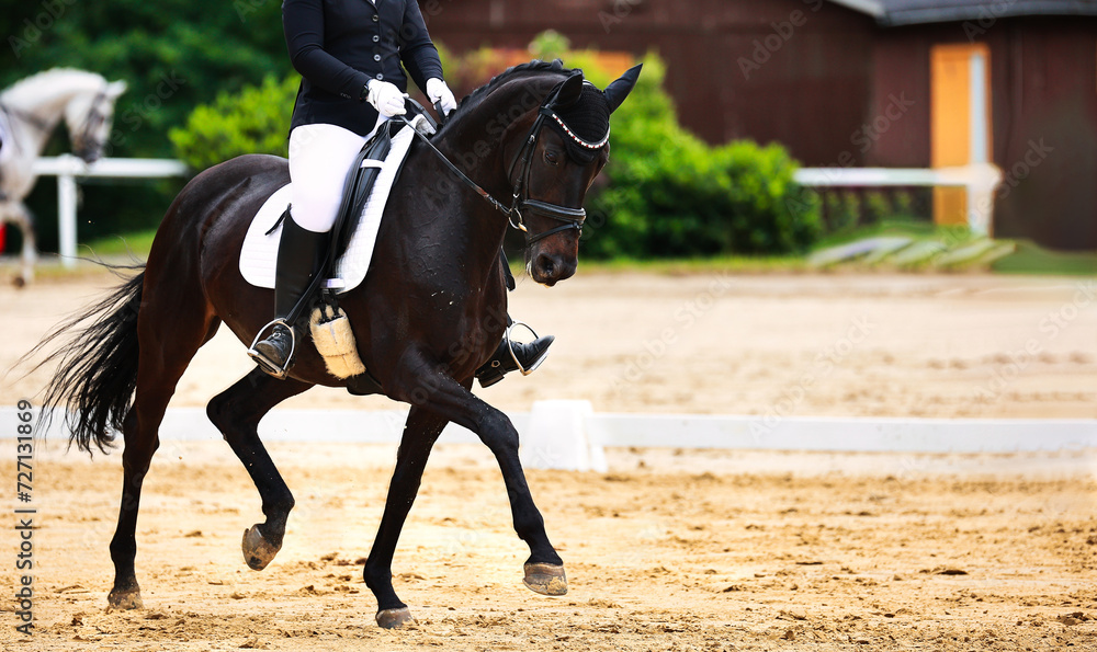Horse dressage tournament horse in the dressage arena, close-up of the ...