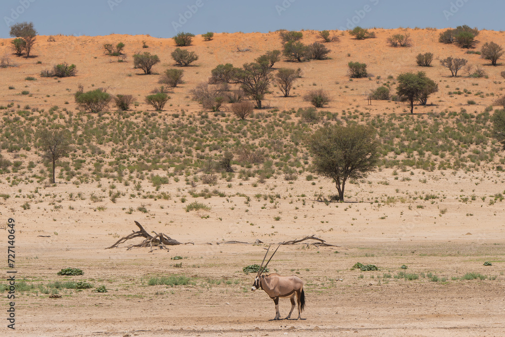 Gemsbok - Oryx gazella - going on desert with red sand of red dunes in ...