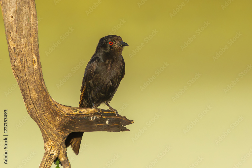 Fork-tailed drongo, common drongo, African drongo - Dicrurus adsimilis ...