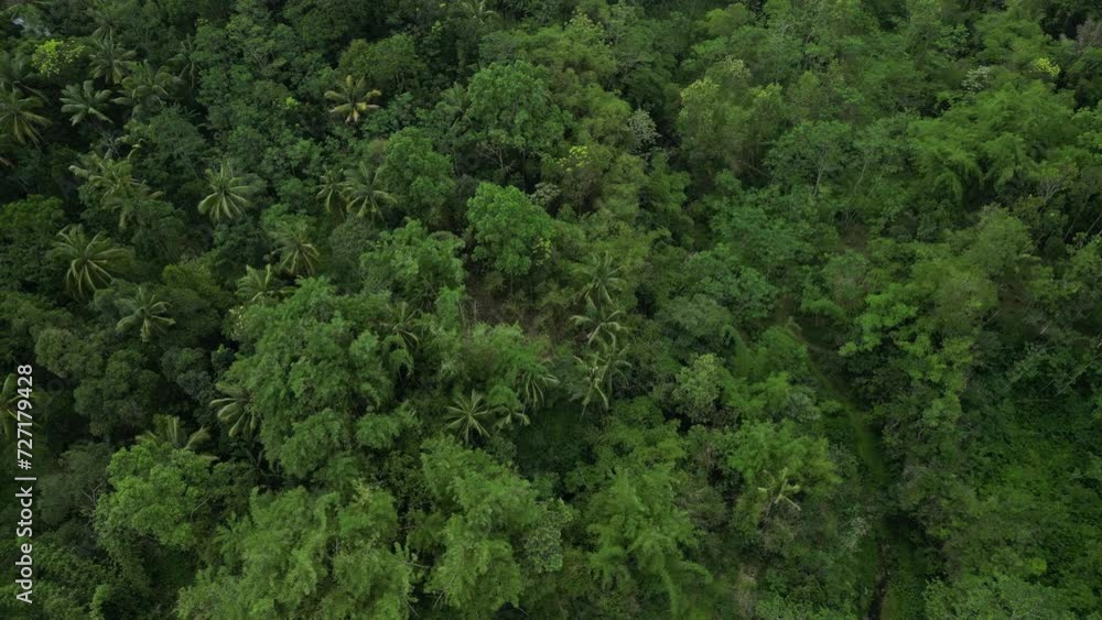 4k Aerial view of Dense natural jungle trees on the mountain hills ...