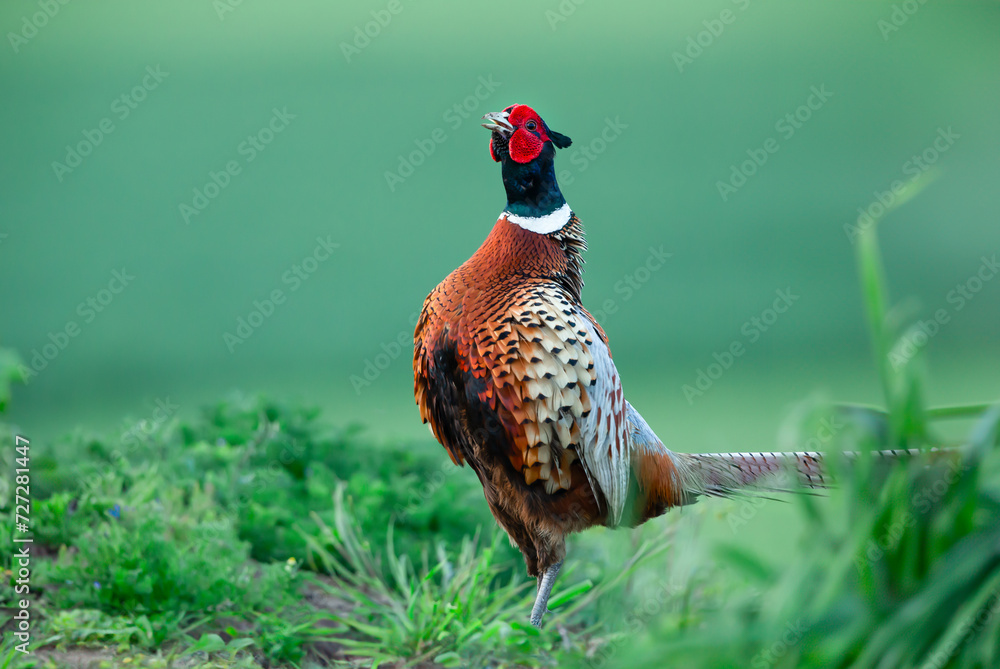 Ring necked Pheasant. Scientific name: Phasianus Colchicus. Male or cock pheasant in Springtime ...