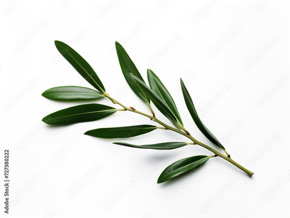 Olive Branch Symbol of Peace and Harmony Isolated on White Background ...