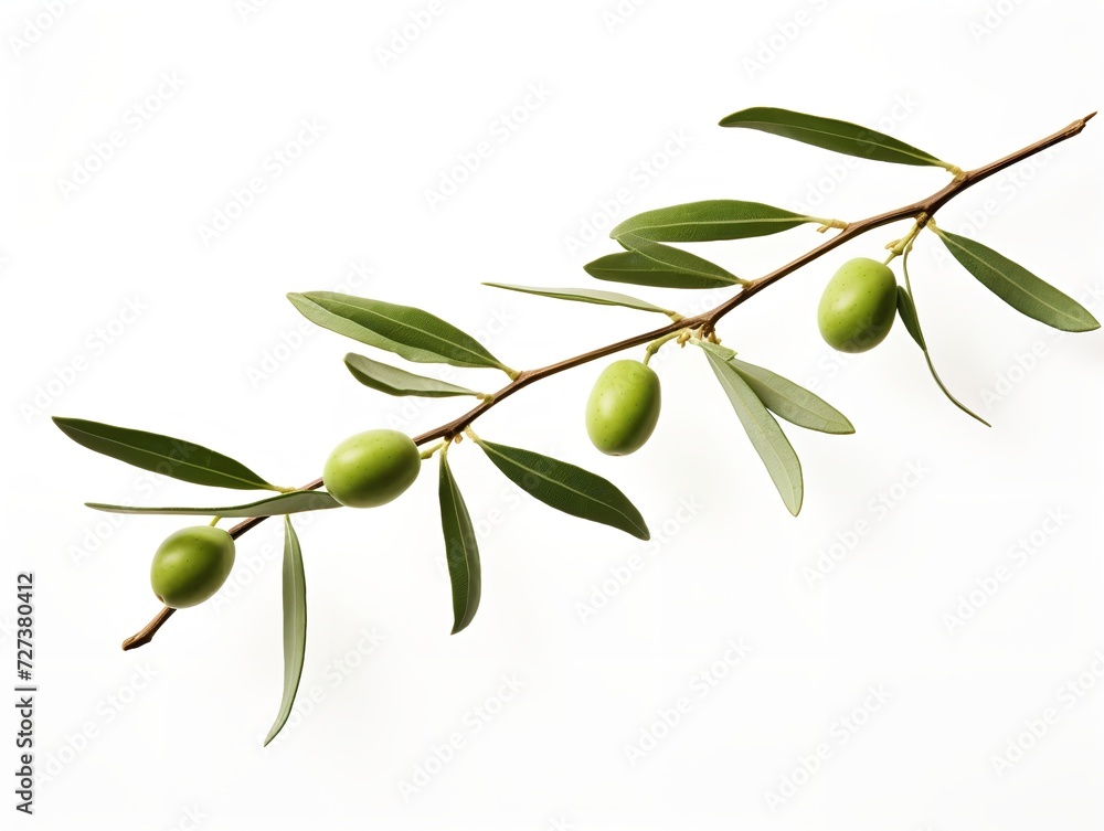 Olive Branch Symbol of Peace and Harmony Isolated on White Background ...