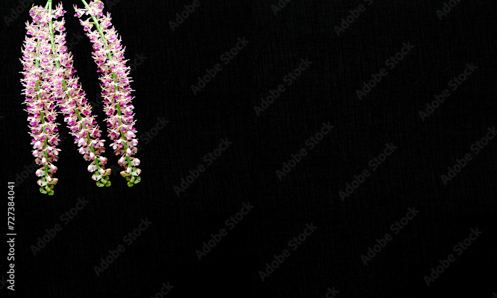 Foxtail Orchid, also called as Rhynchostylis retusa, it's an exotic ...