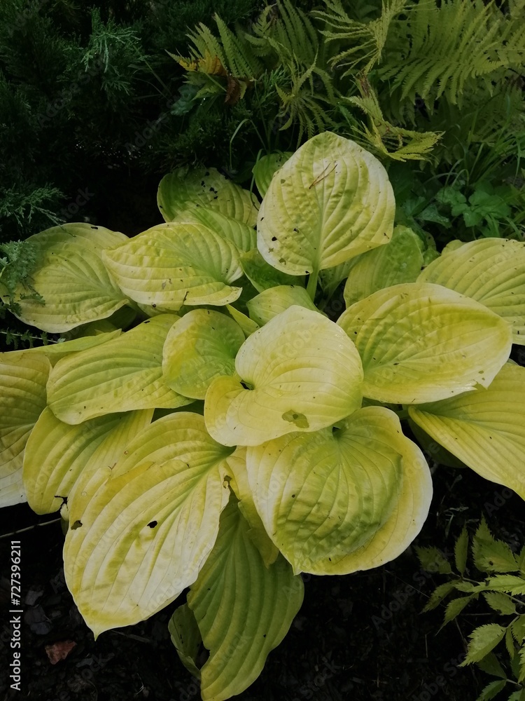 yellow-leaved Hosta Piedmont Gold with longitudinal veins on a ...