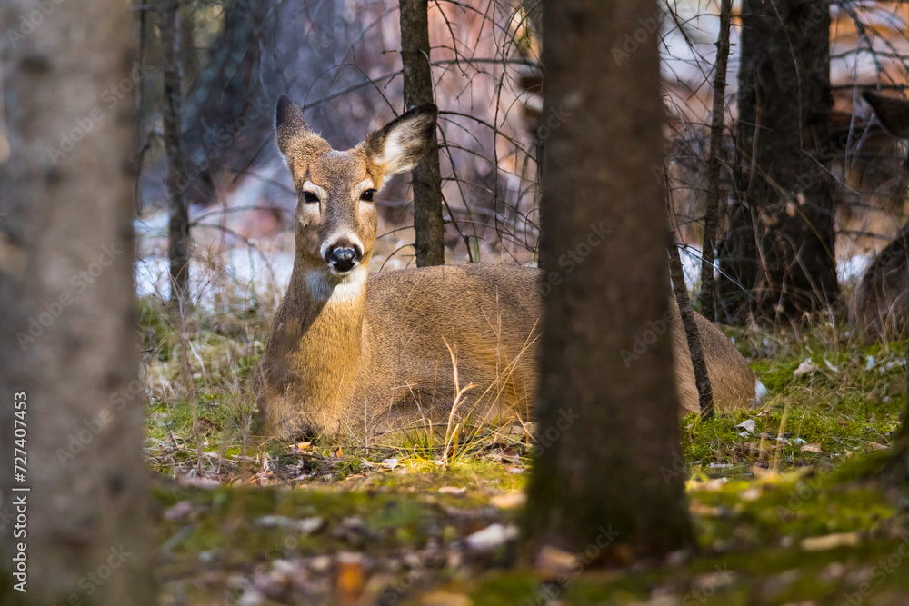 White-tailed deer doe resting on the ground in the woods. Deer sleeping ...