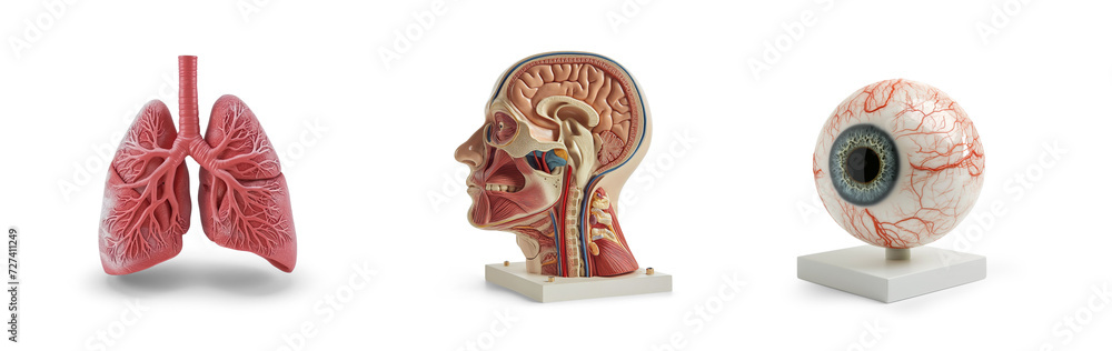 collection of human head cross section, lungs and eyeball anatomy ...