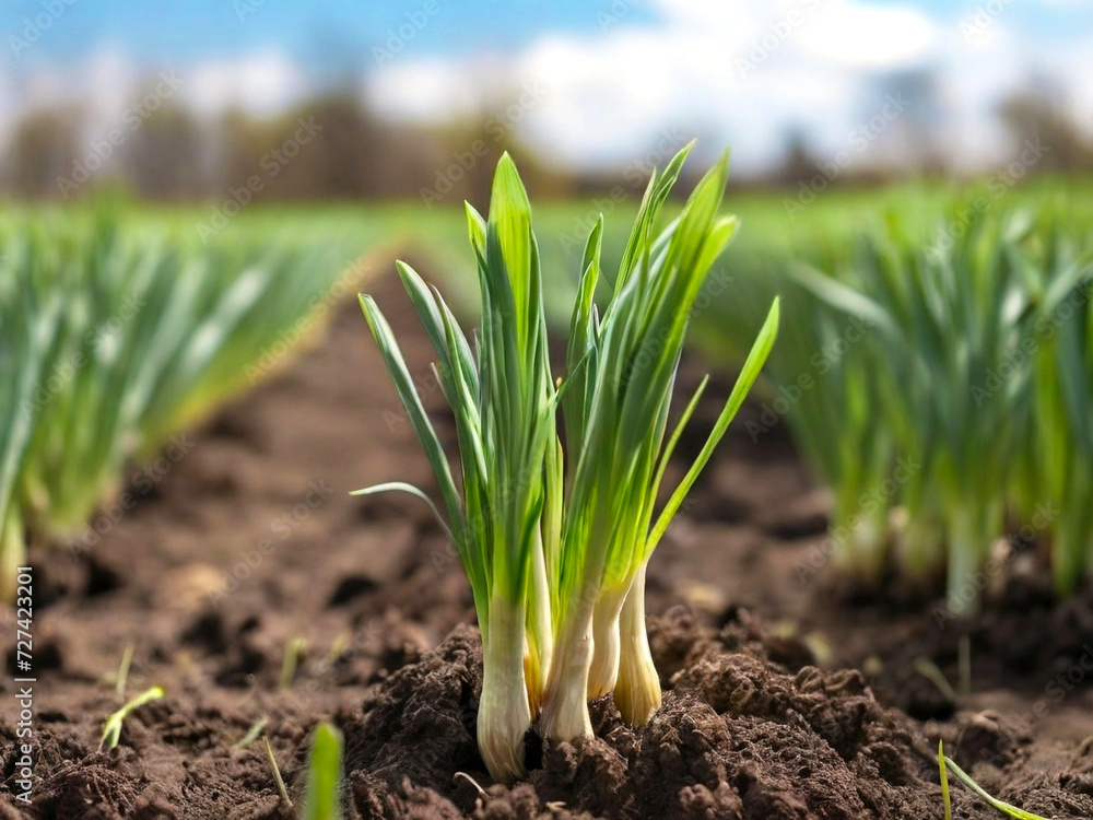 Green onion scallions growing in the field. Growing and harvesting ...