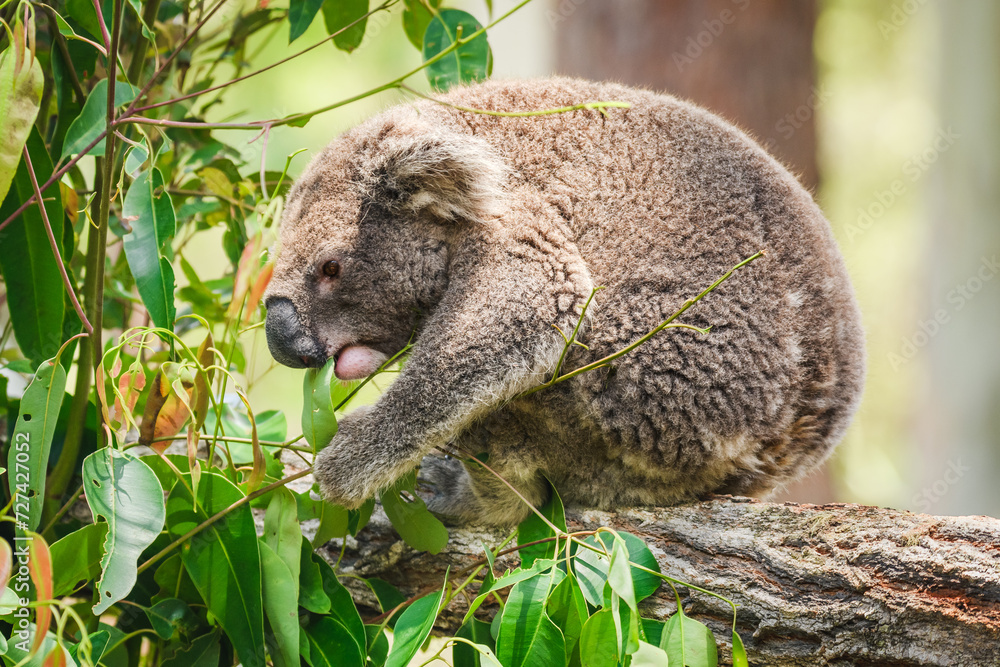 Australian koala (Phascolarctos cinereus) is a species of mammal, an ...