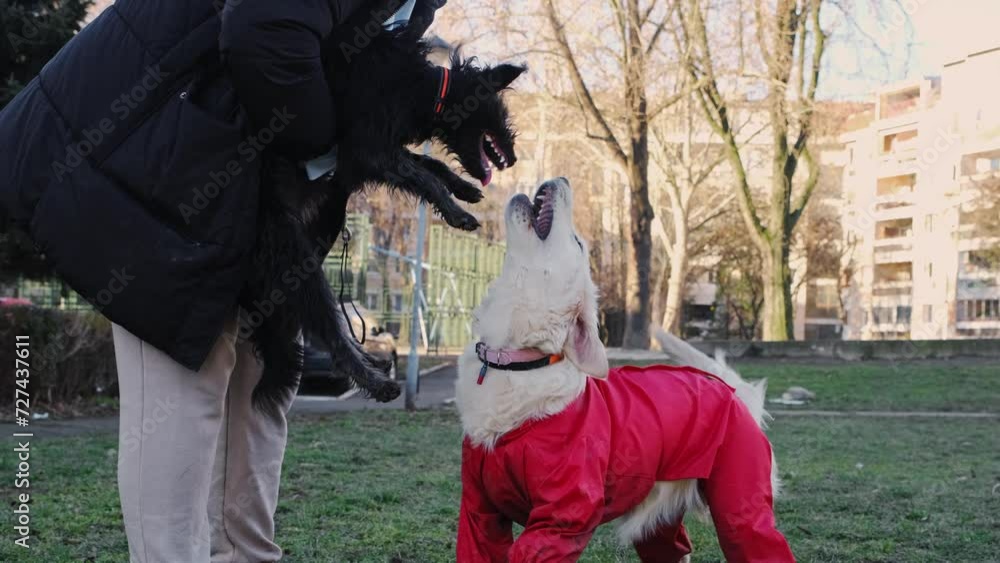 Vidéo Stock Two happy dogs play together on a walk in the park next to ...