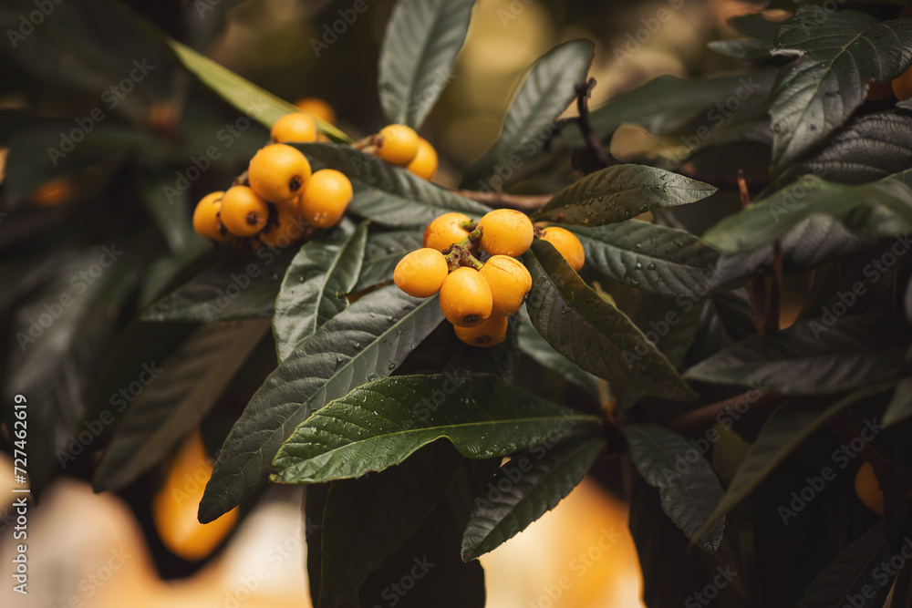 Fruit of loquat - Eriobotrya japonica. Bunch of orange loquats on tree ...