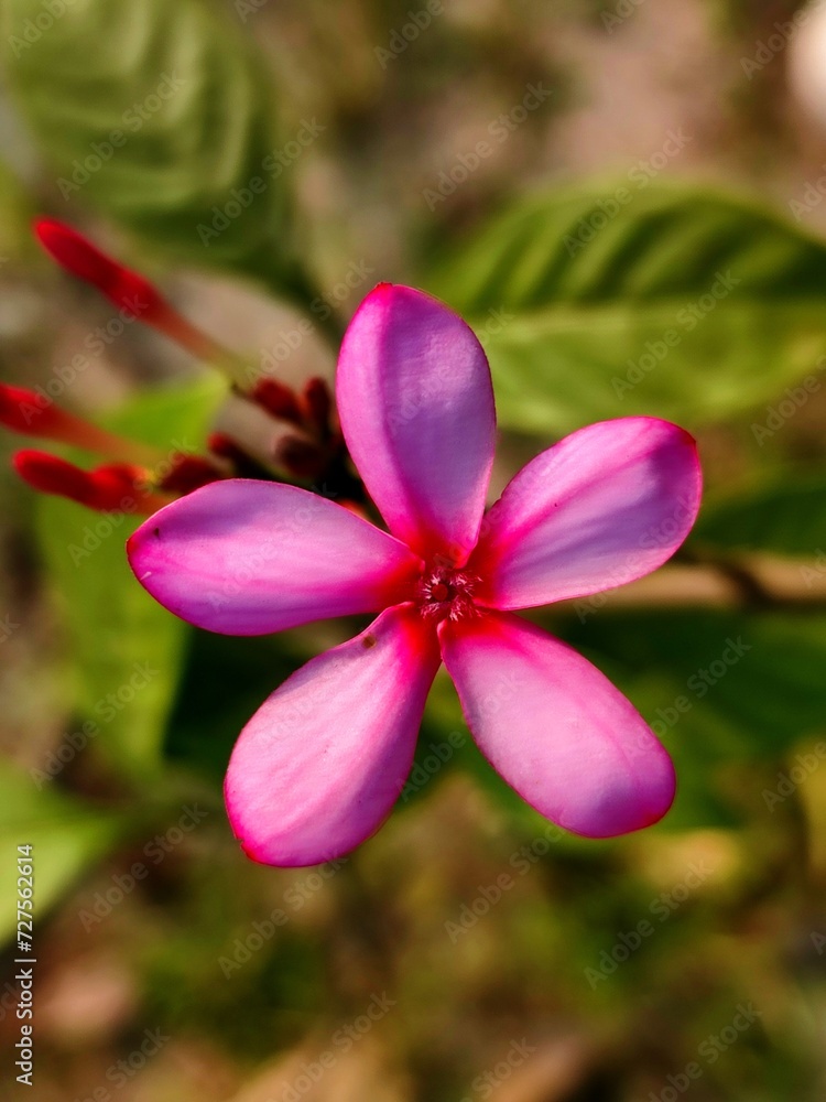 Kopsia Fruticosa or Pink Kopsia flower in garden. Beautiful pink color ...