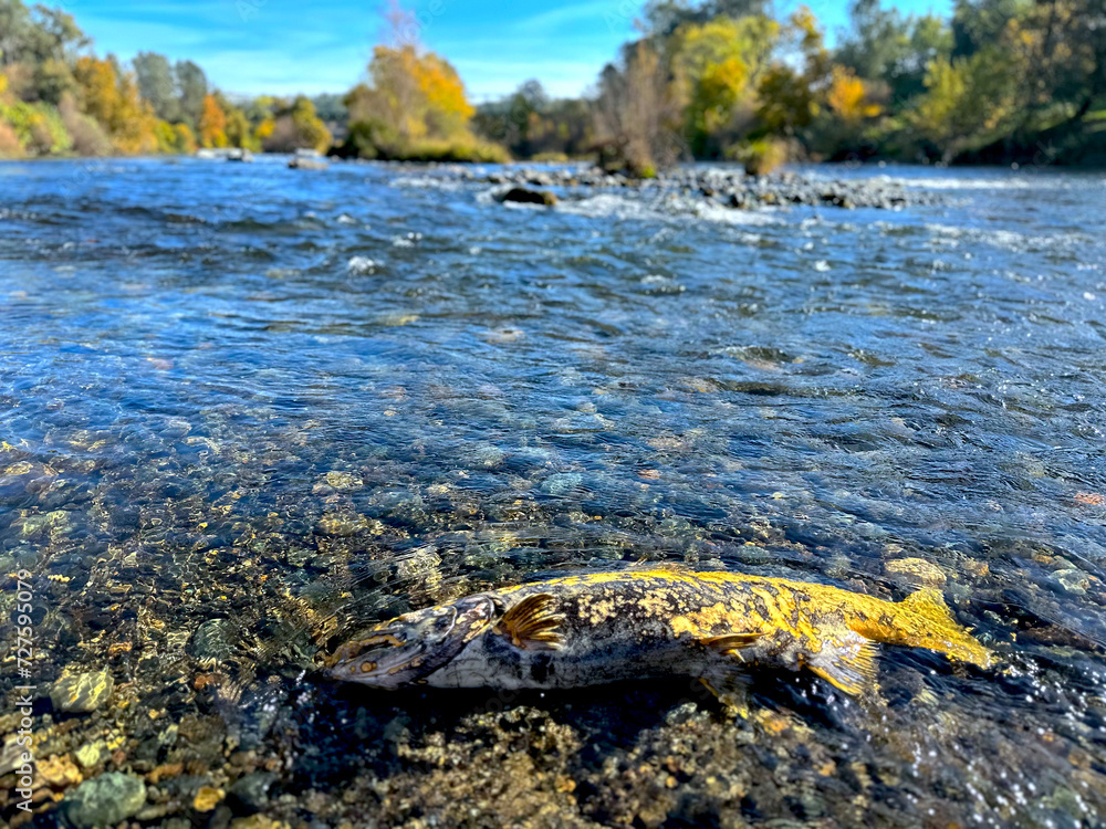 The Fate of the Wild Chinook Salmon in Nature. Washed Fish Carcass Lay ...