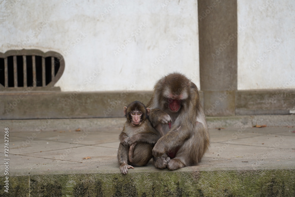 Wild Japanese monkey at Takasaki Mountain in Beppu, Japan Stock Photo ...