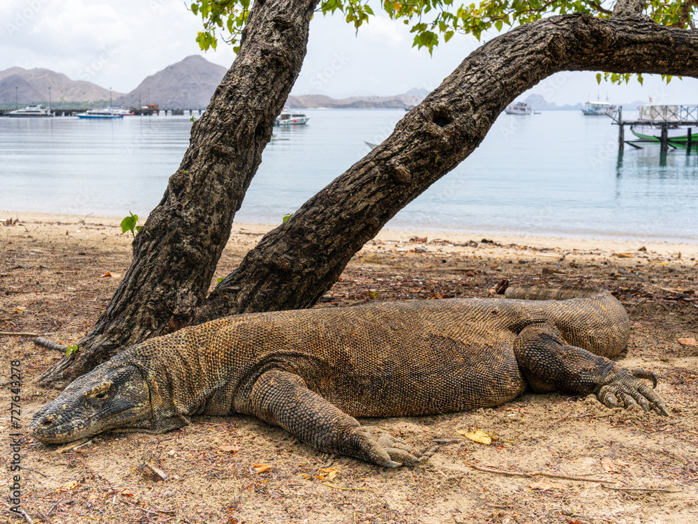 Komodo Dragon, Indonesia's endemic prehistoric animal living in its natural habitat in the ...
