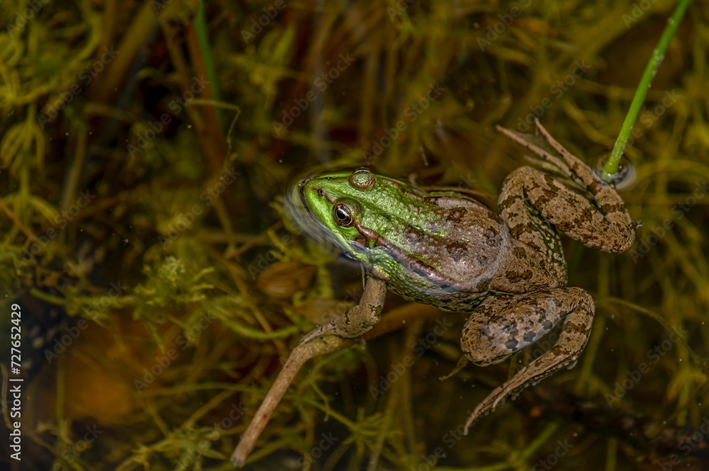 Frog in water. Pool frog swimming in water. Pelophylax lessonae ...