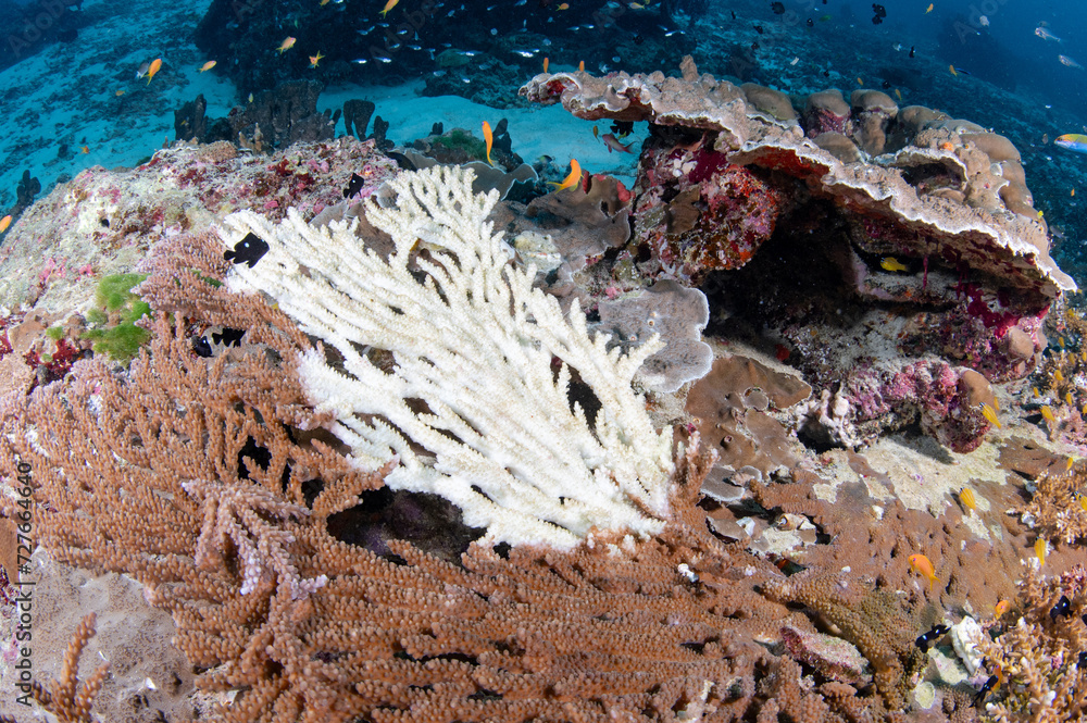 Part of staghorn coral bleaching caused by sea water thermal rising due ...